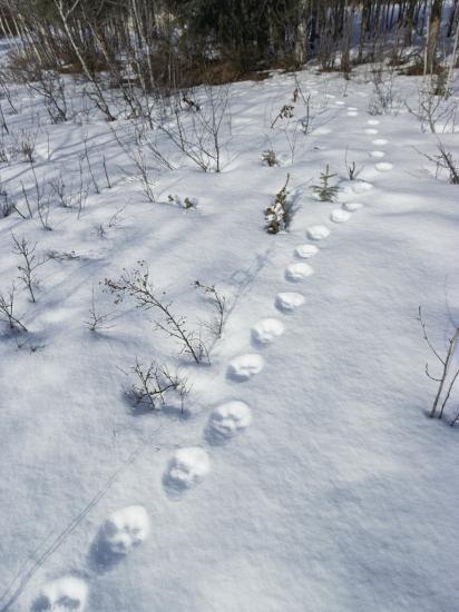 British Columbia Lynx Hunts - Telkwa River Outfitters