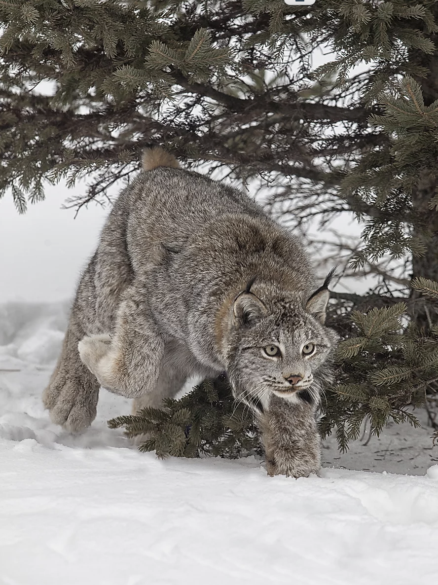 Telkwa River Outfitters Lynx Gallery Photo Gallery