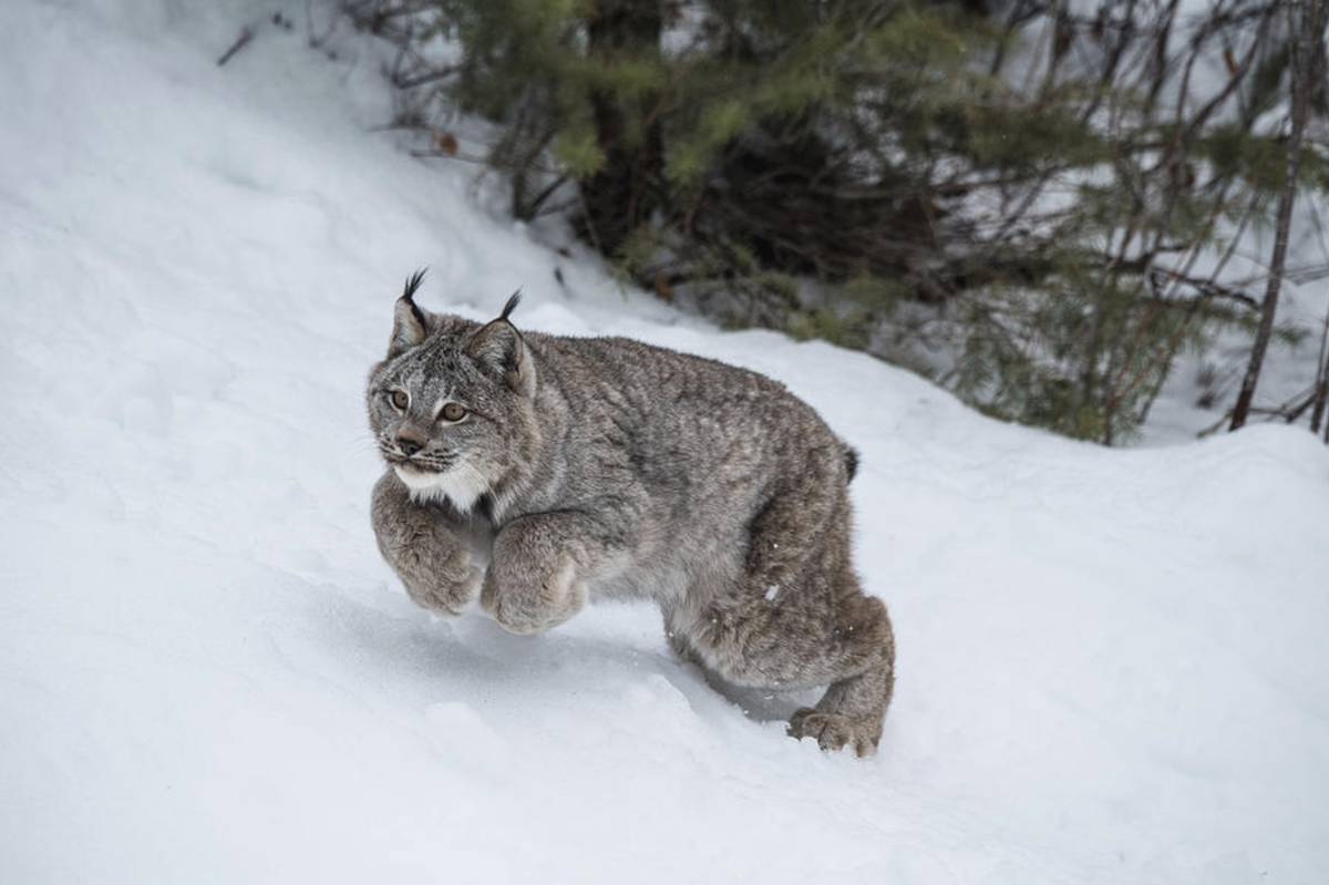 British Columbia Lynx Hunts - Telkwa River Outfitters
